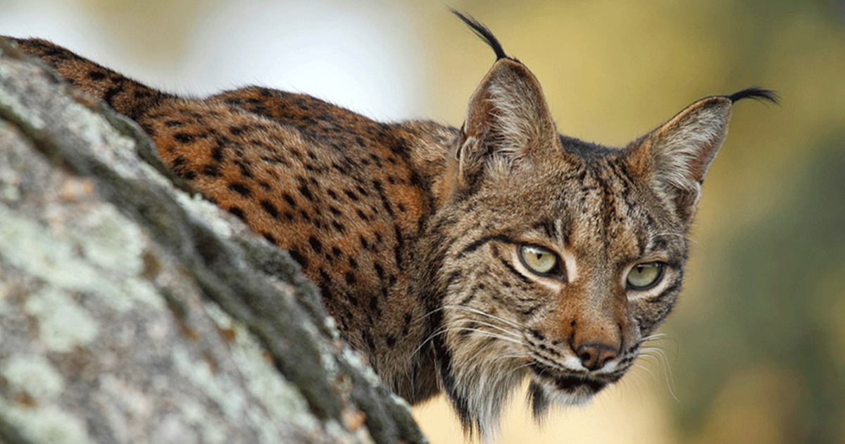 Un paseo por la zoología: El lince ibérico reconquista la Península Ibérica