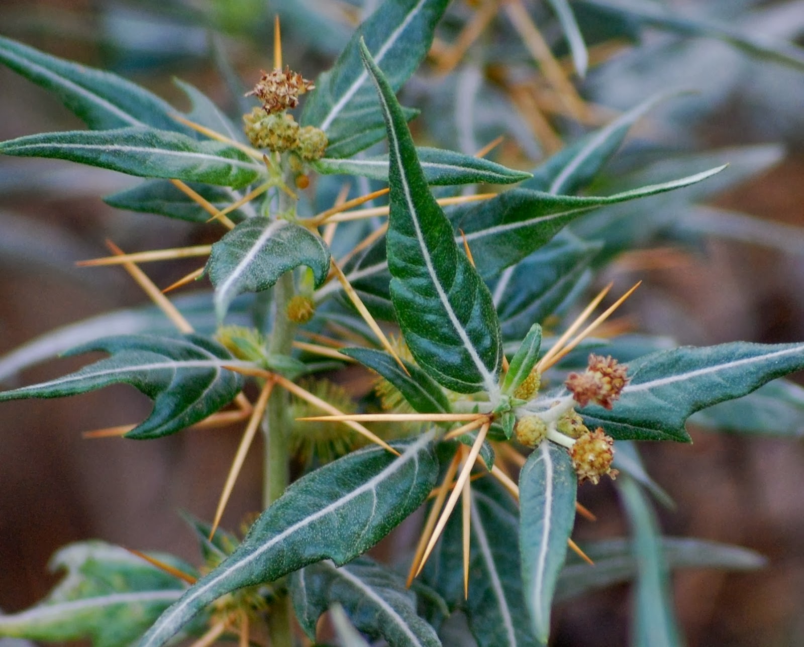 Xanthium Spinosum Wikiwand