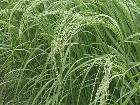 Missouri Beginning Farming: Teff Shows Promise as New Summer Forage ...