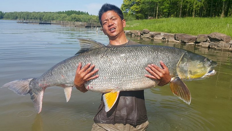 Big Fishes of the World: YELLOWCHEEK CARP page 2