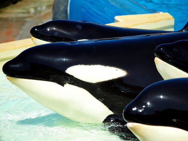 Animals of the world: Kasatka Killer whale
