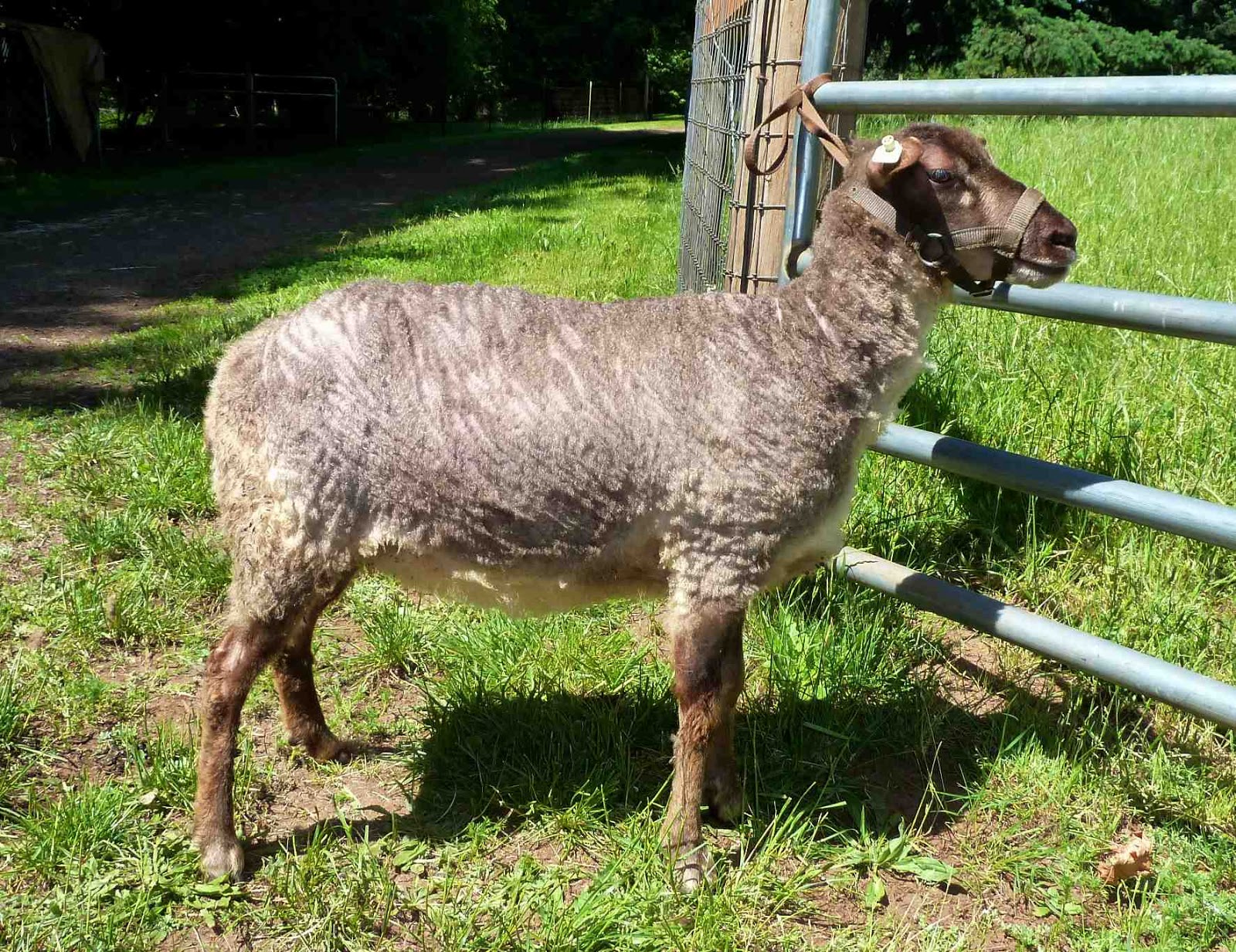 Boulderneigh: Bramble finally unveiled