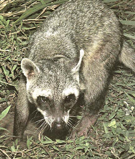 La selva más hermosa del mundo Fauna y Flora del TIPNIS ~ IMAGENES ...
