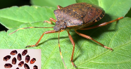 Jiuxiang bug (JIU XIANG CHONG)-Aspongopus chinensis