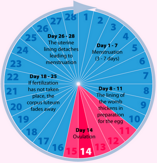 Ovulation News: What You Don't Know About Ovulation Calendar