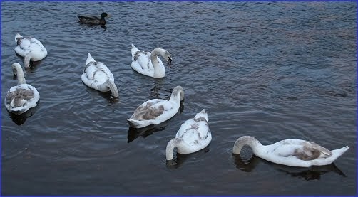 A Gurn from Nurn: Still here