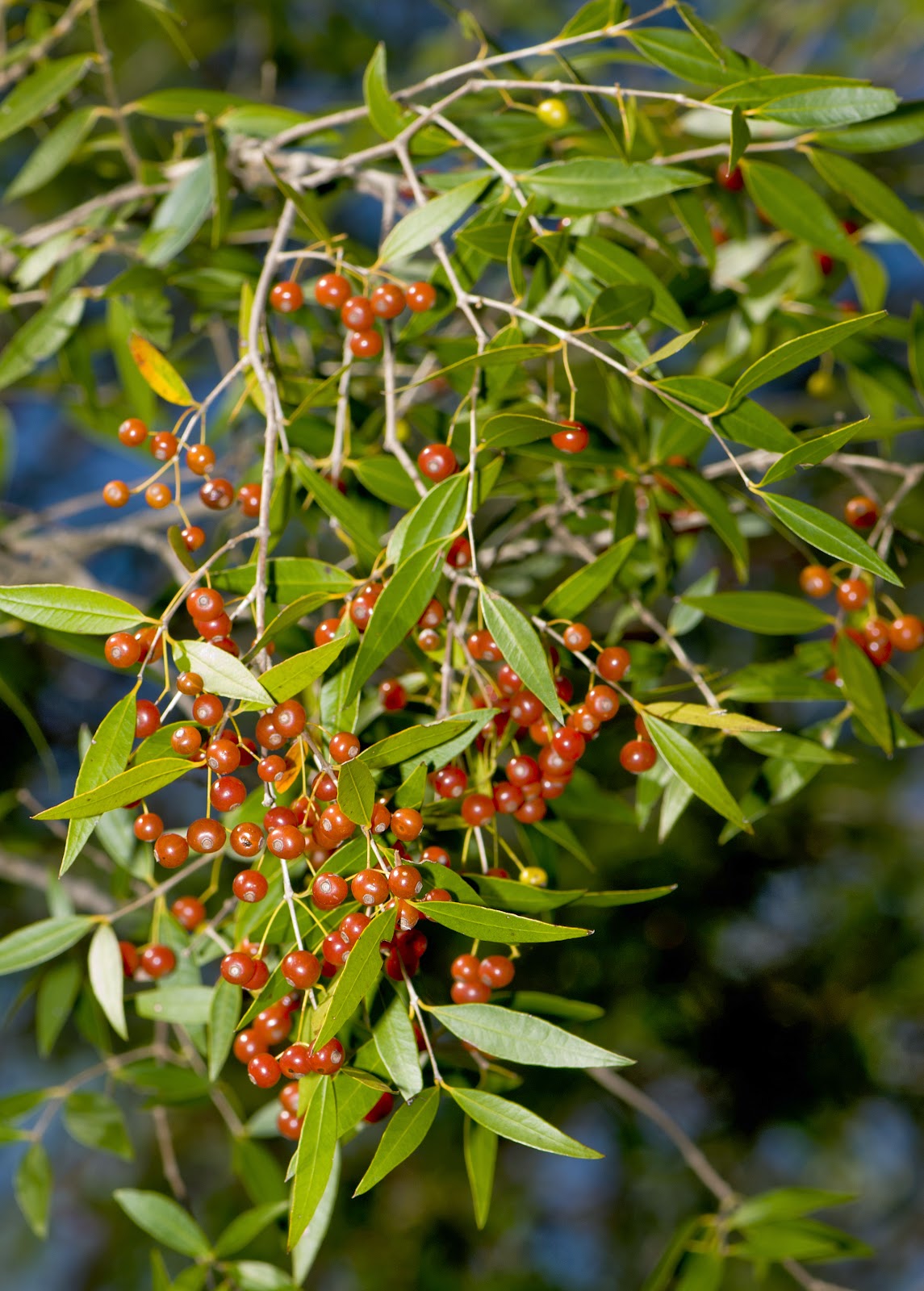 FOTOGRAFIAS DE LA FLORA AUTOCTONA DEL URUGUAY: ARRAYAN