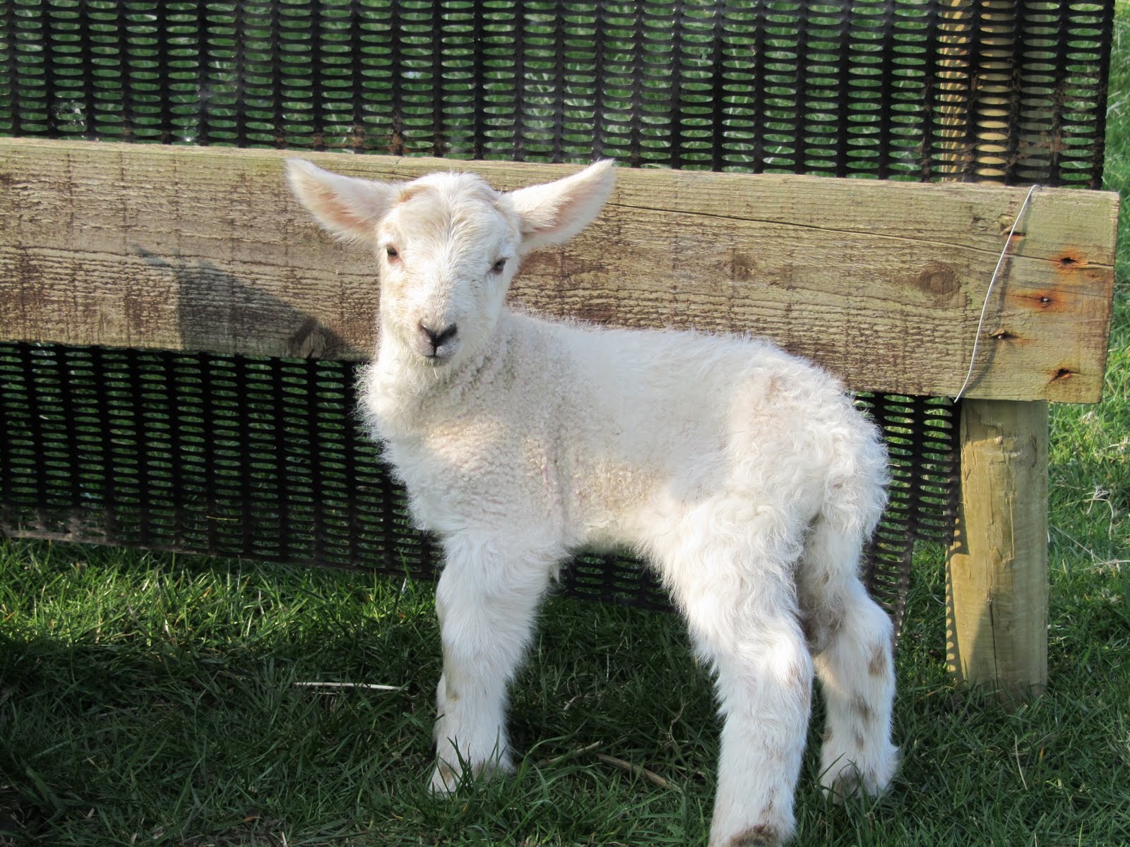 Fair Isle: Happy Easter & Ba Ba Baby Lambs!