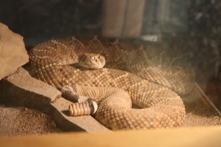 Sukkerrør: Kaktus, slanger og andre dyr i ørkenen