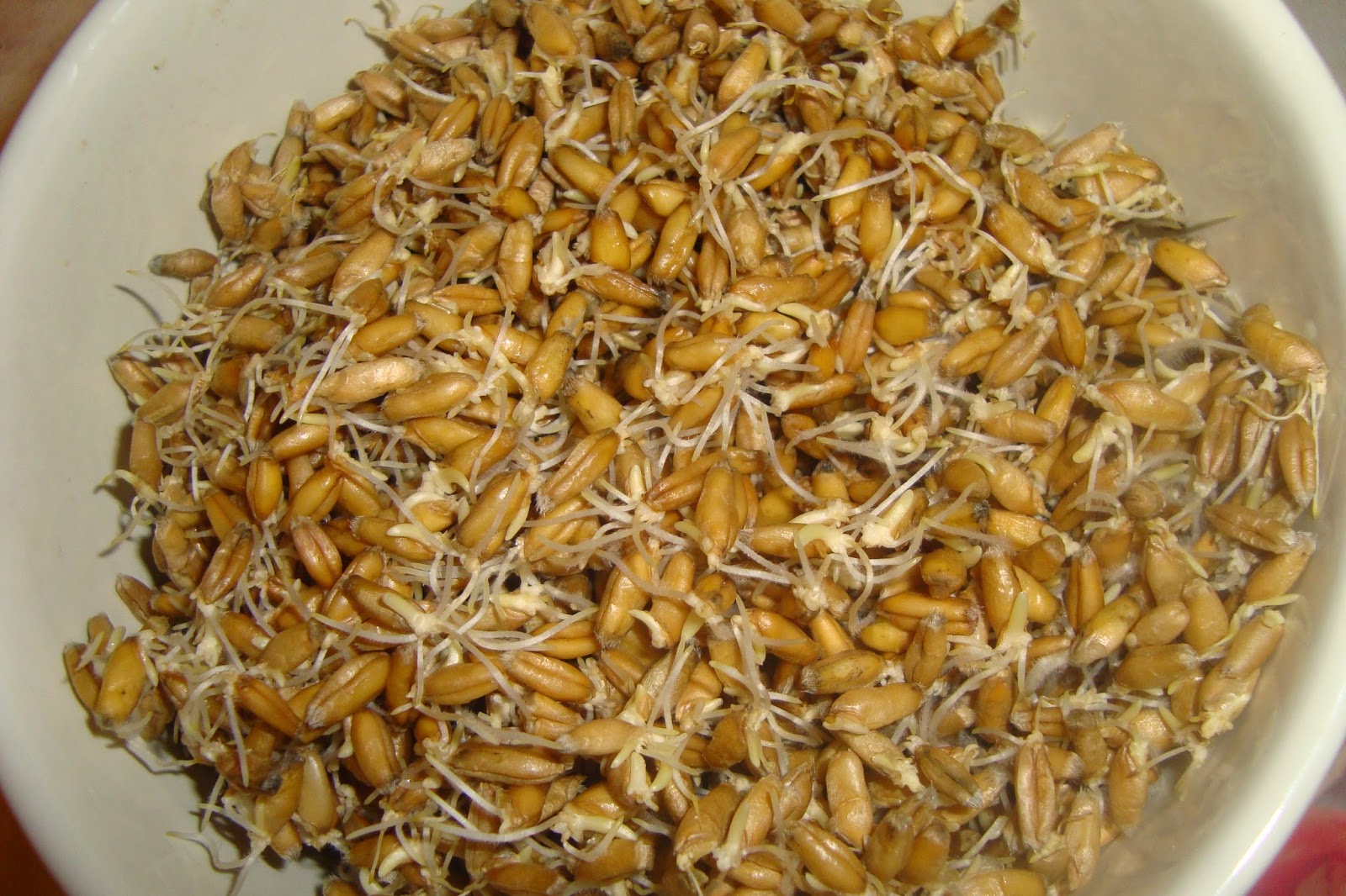 Elena Dimitrova: Натурални хлебчета от кълнове на тритикале с маслини и ...