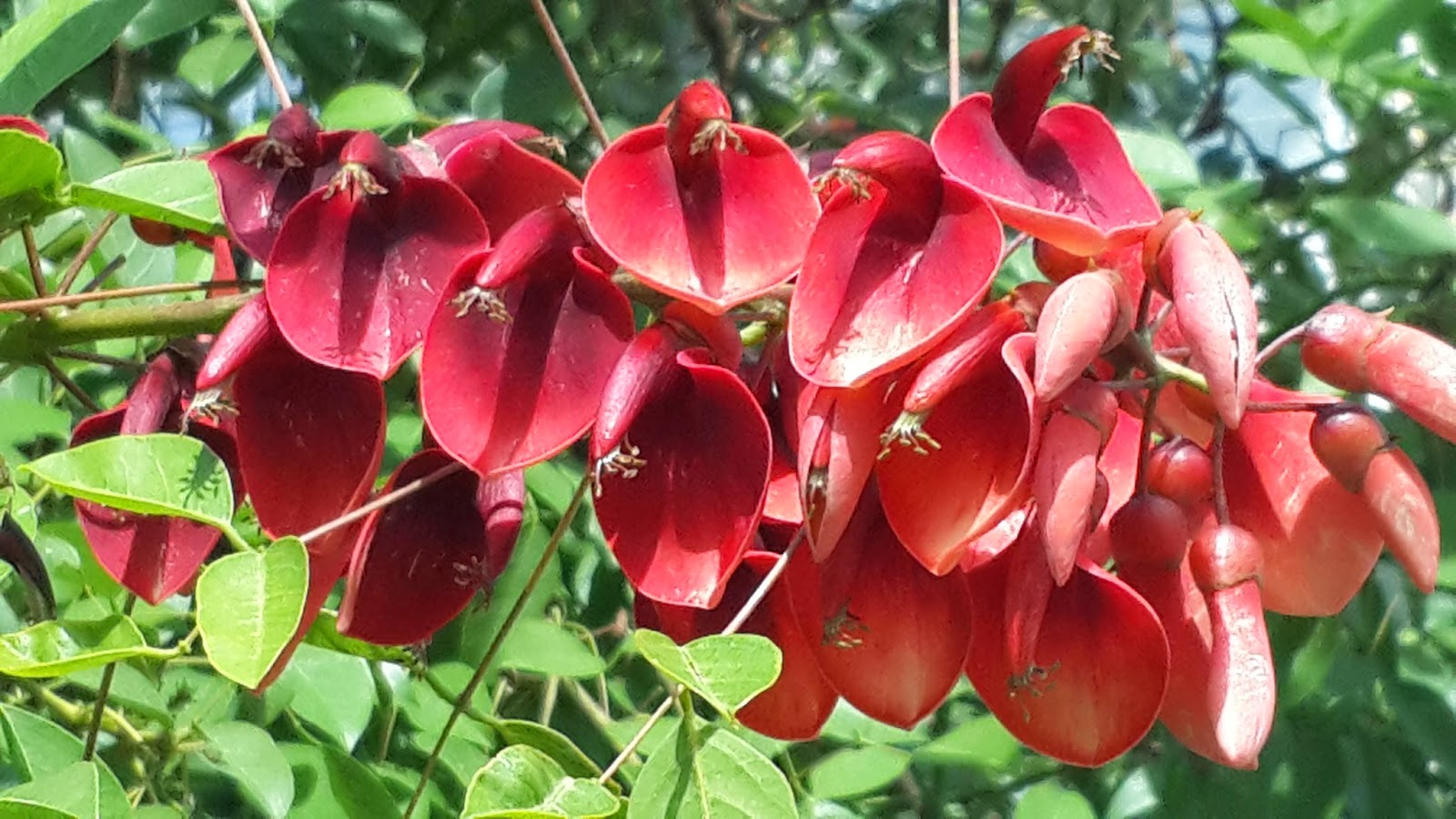 EL PARAISO O EL INFIERNO: LA LEYENDA DE LA FLOR DEL CEIBO