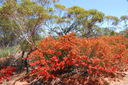 Joel Smoker: The Pilbara trip