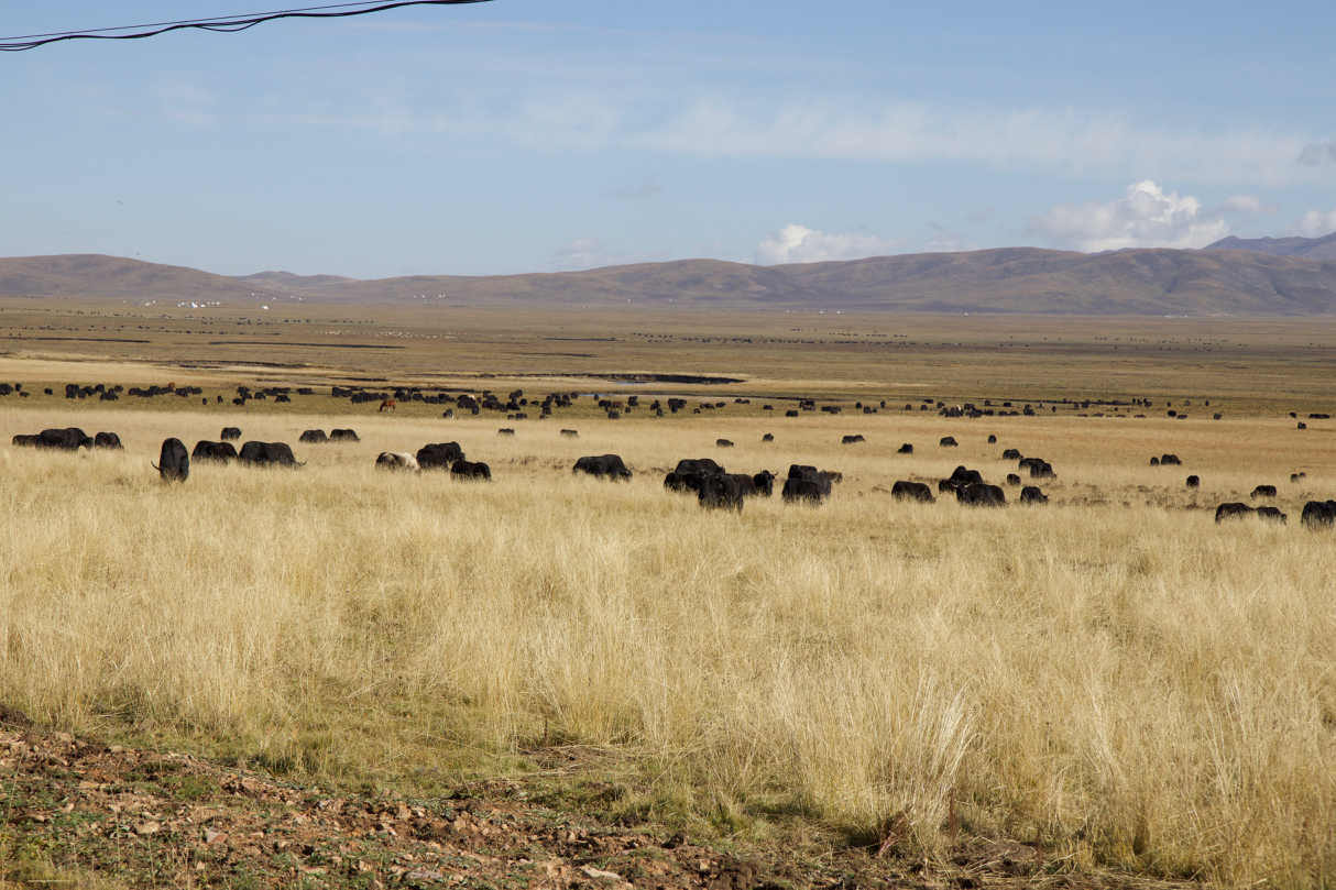 Cina | Gansu | Le steppe del Gannan