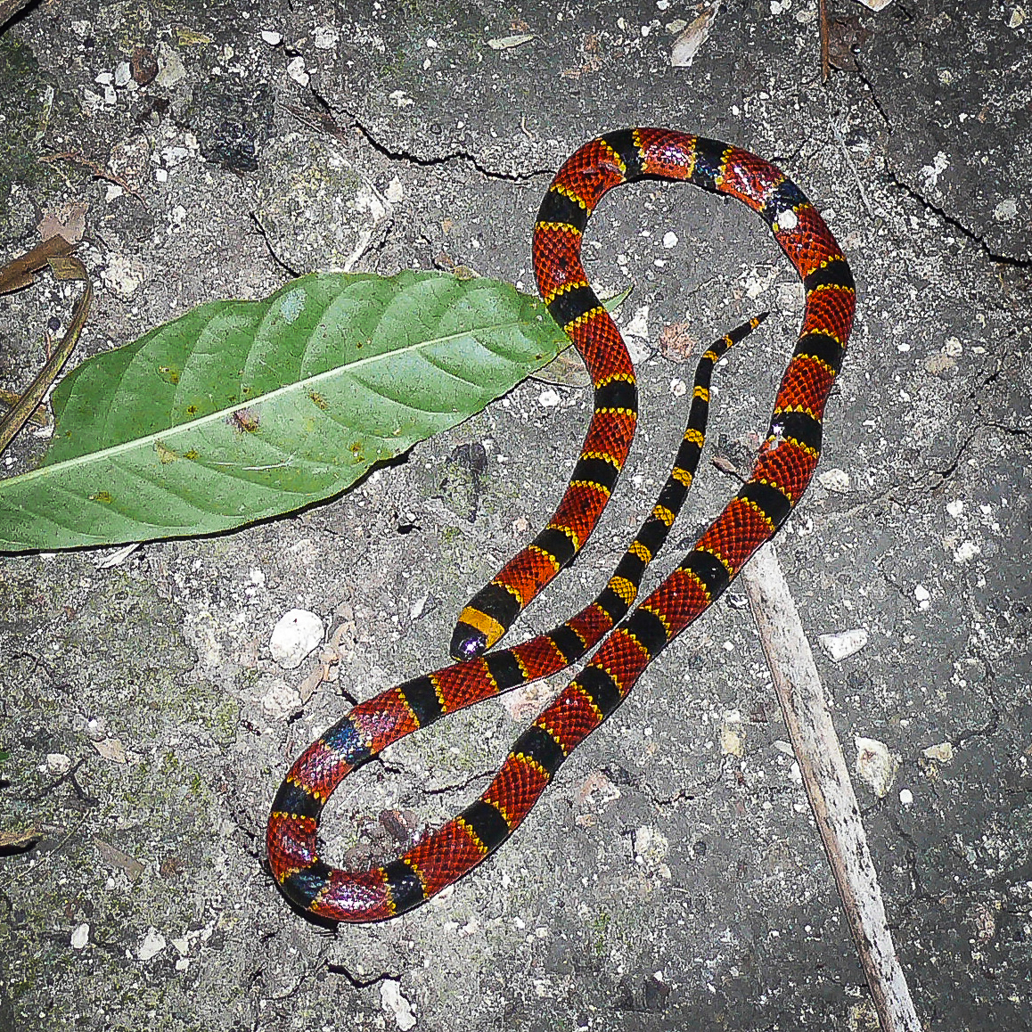 photoscope: Surprises of Belize