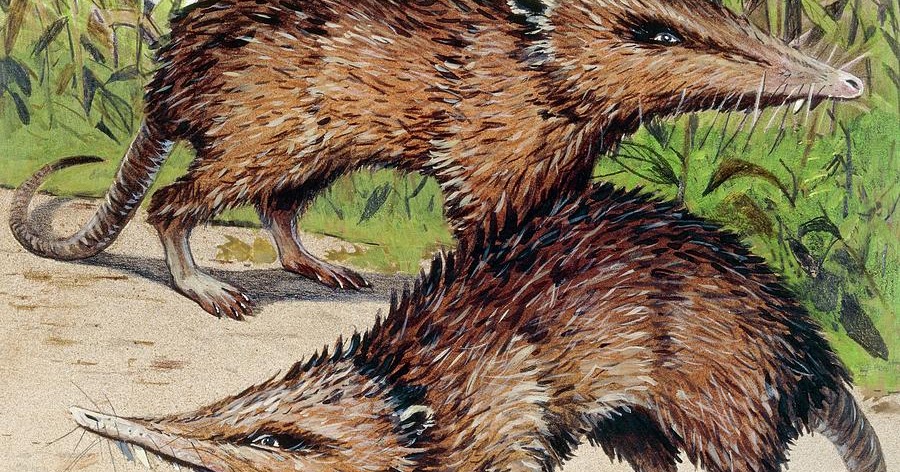 d4 Caltrops: OSE Encounter Activities - Shrew, Giant