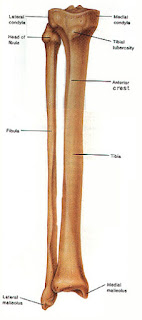 Dr. Knight's Insights: Running with a fractured fibula