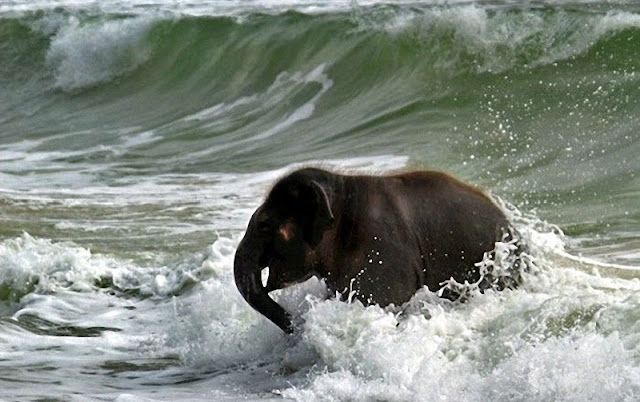 UNA CRIA DE ELEFANTE JUGANDO EN LA PLAYA: LAS FOTOS MAS TIERNAS DE UN ...