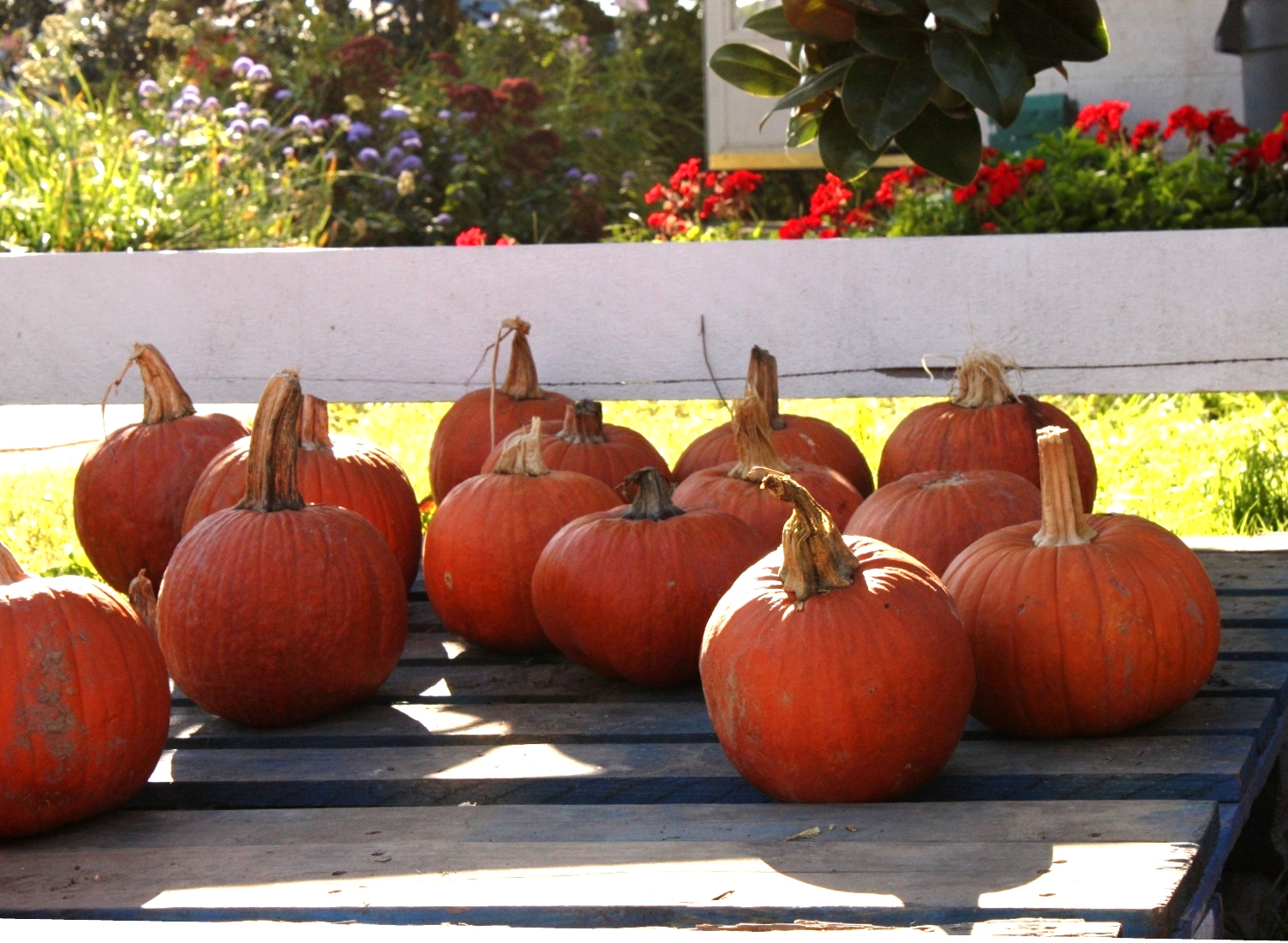 Baking is my Zen: Harvest Pumpkin Scones ~ Fall Comfort