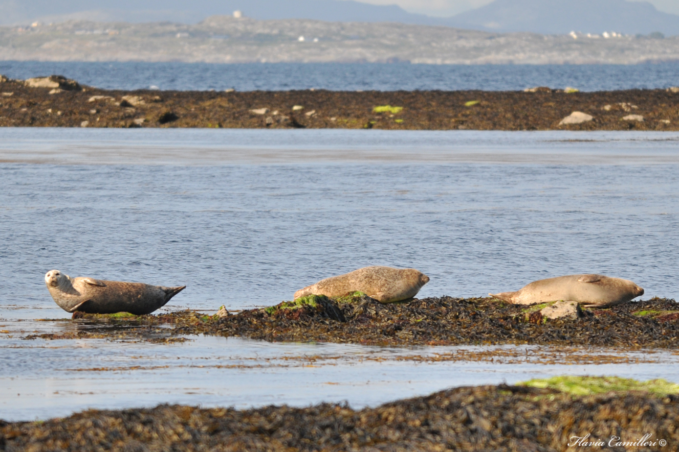 My trip to Ireland: Inis Mór: its Seal Colony and my new 200 mm which ...
