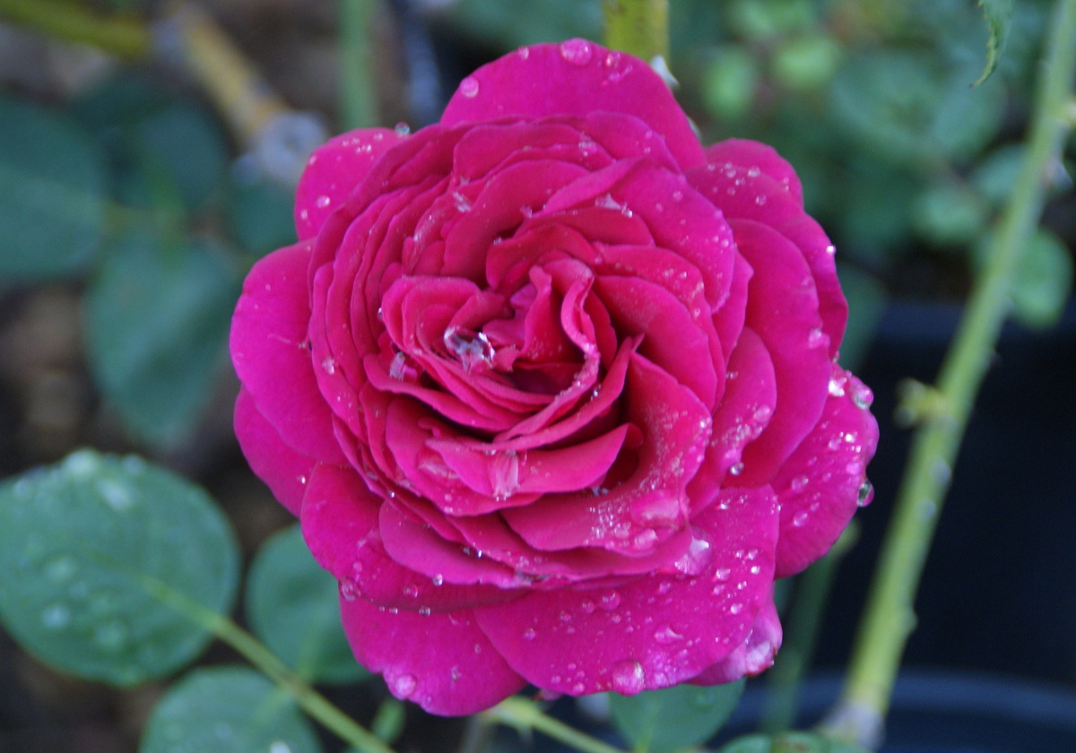 Organic Garden Dreams: May Roses