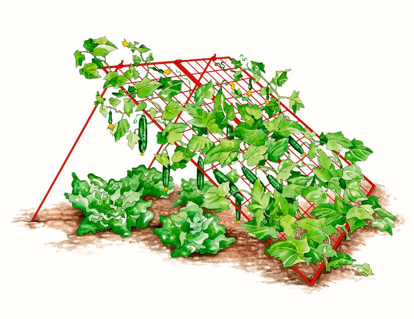 Two Men and a Little Farm: MORE RED GARDEN TRELLISES