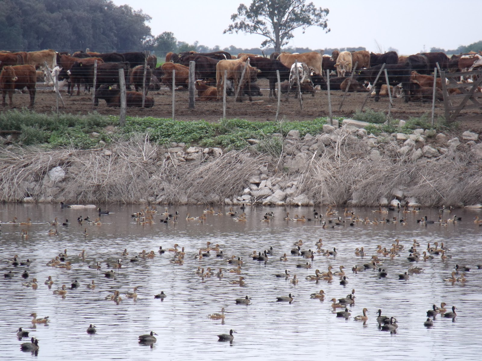 NATURALEZA Y CULTURA: Centenares de Patos en Godeken