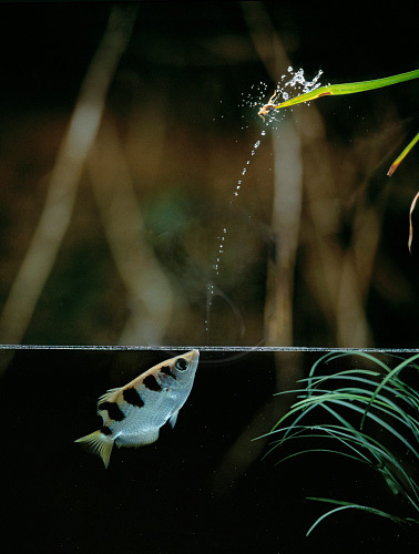 Archerfish ~ Aquatic Animals