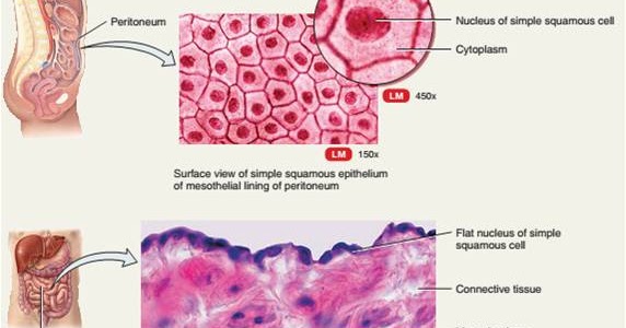 Classification & 8 Types Of Epithelial Tissue | All About Epithelial ...