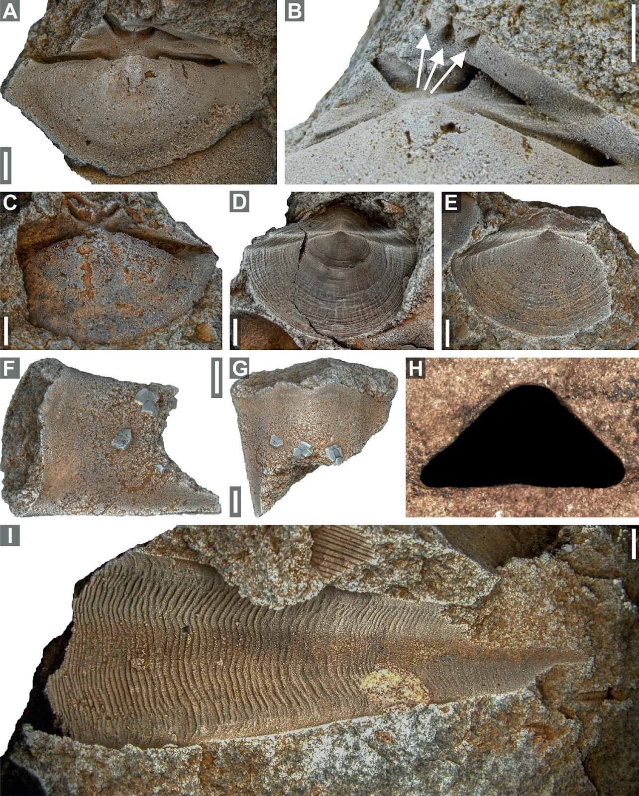 Sciency Thoughts: Alfaites romeo: A new species of Hyolith from the ...