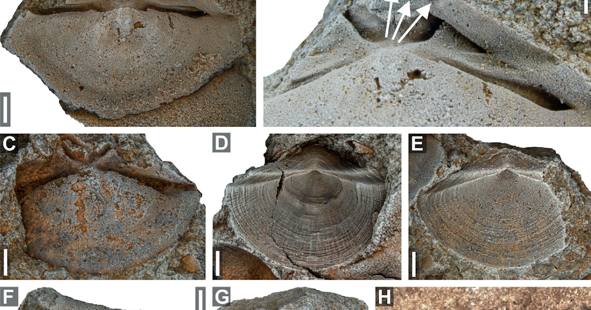 Sciency Thoughts: Alfaites romeo: A new species of Hyolith from the ...