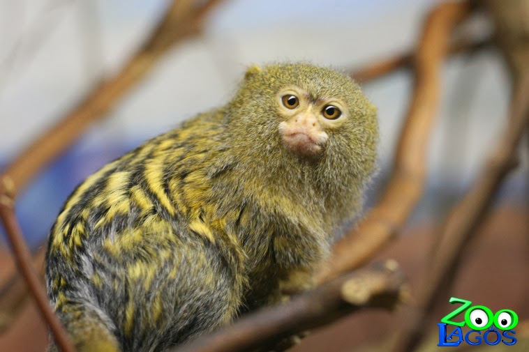 ZOOdeLAGOS: Nova espécie: SAGUIM-PIGMEU /New species: PYGMY MARMOSET