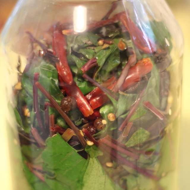 Grow, Knead, Pickle, & Sew: Pickled Young Cabbage Leaves Grow, Knead, Pickle, & Sew: Pickled Young Cabbage Leaves