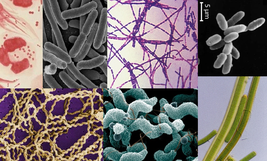 La Ciencia de la Vida : DIVISIÓN DEL REINO MONERA