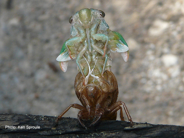 Three Dogs in a Garden: The Sounds of Summer