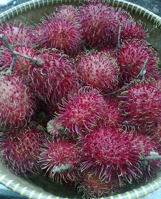 Kumpulan Poto Buah: Ciri-Ciri Dan Manfaat Buah Rambutan
