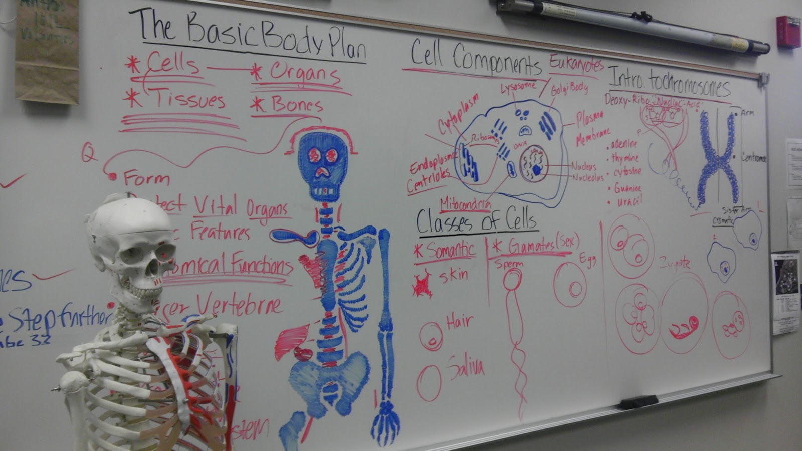 PHYSICAL ANTHROPOLOGY 101: Lesson 1 The Basic Body Plan