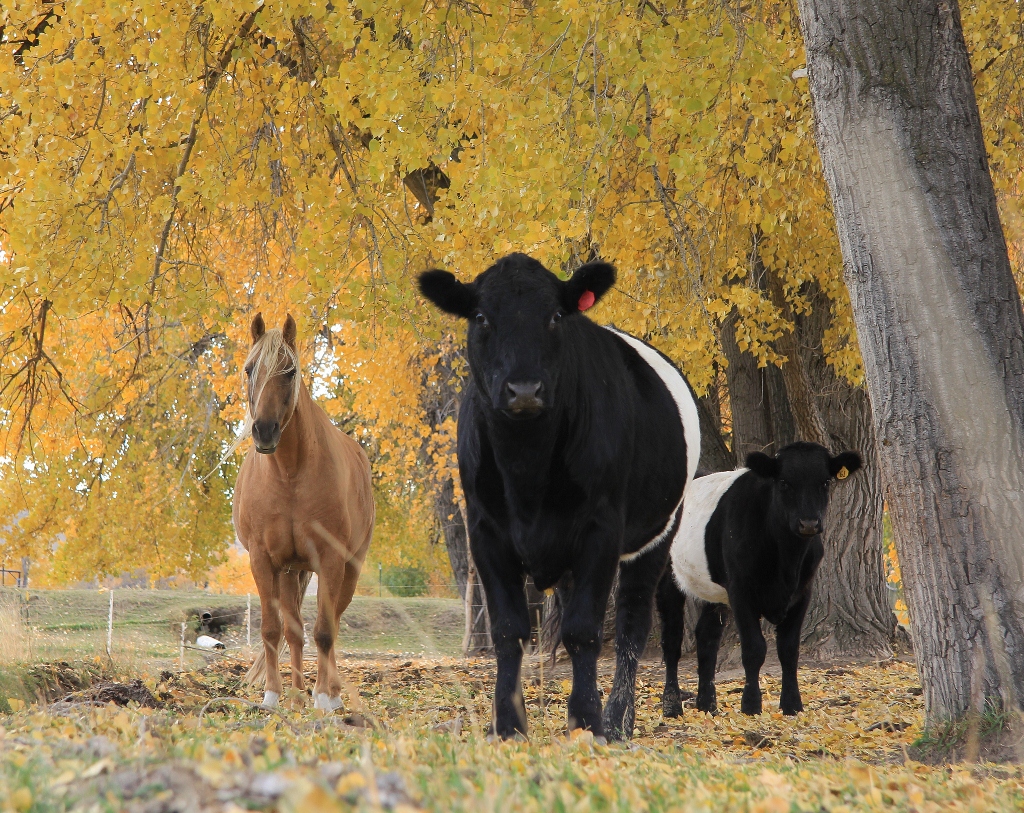 Grace Valley Farms: BueLingo Cattle