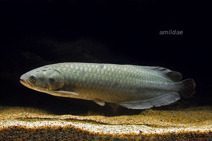 Mania de Aquário: Aruanã Africana (Heterotis niloticus)