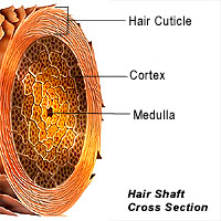 NaturalHairTakeover: The Structure Of Hair