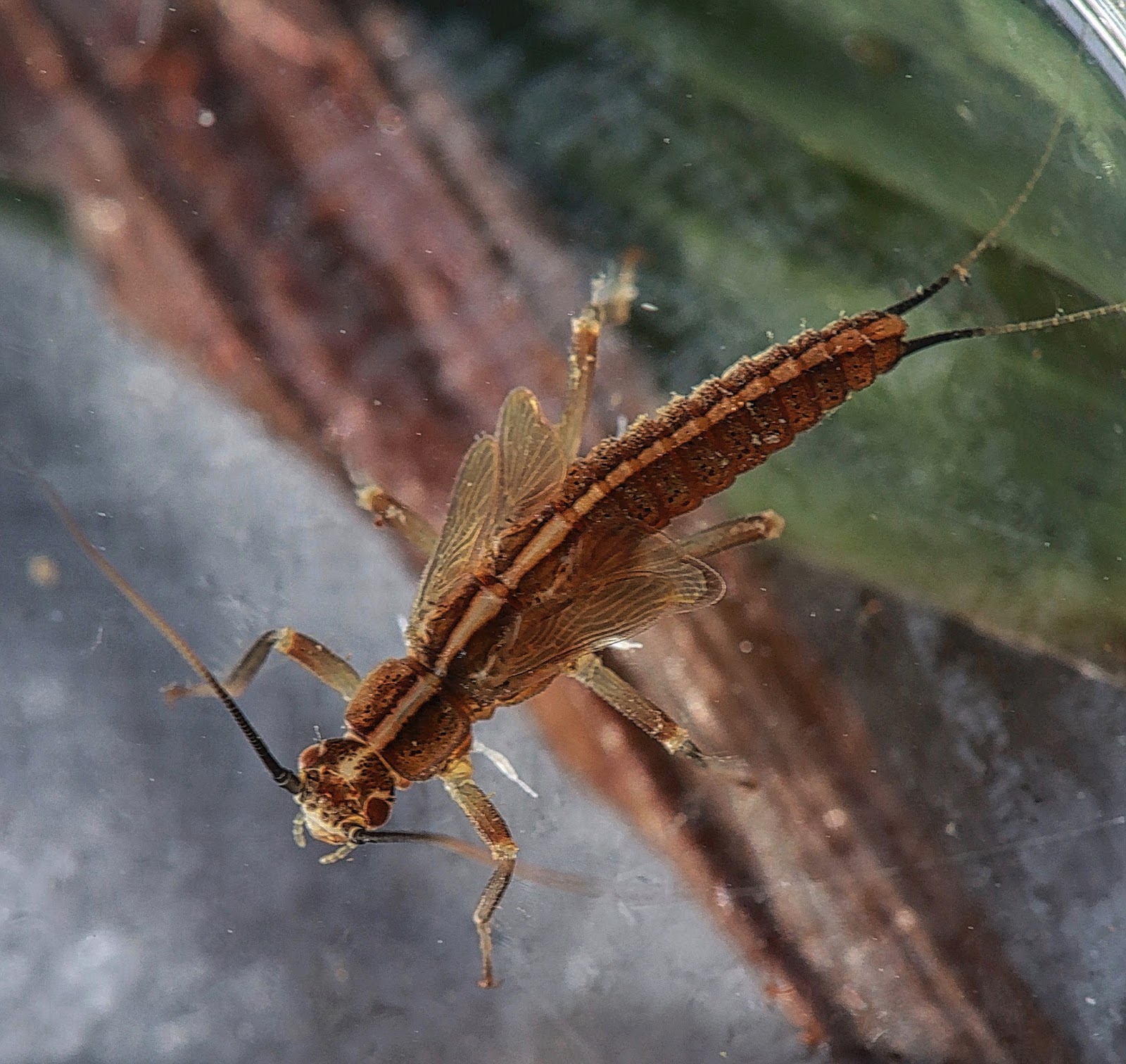 Aquatic Insects of Central Virginia: A review of the large winter stone ...