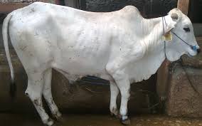 Dunia Peternakan: Karakteristik Dan Jenis Sapi Potong