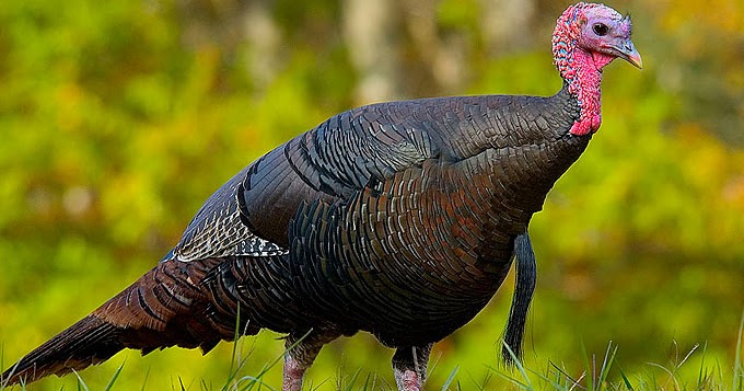 Photo Turkey | Screenfonds