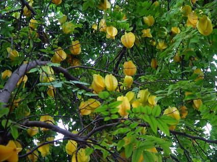 Purchase a Star Fruit Tree