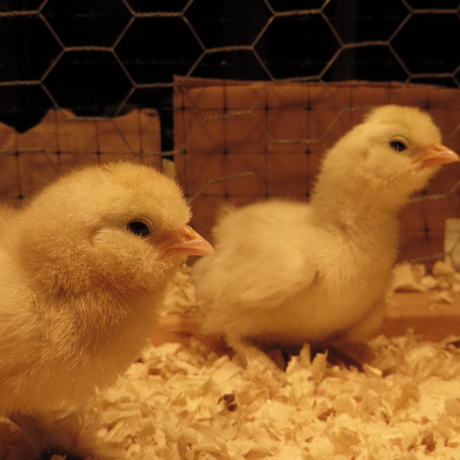 Feather Feet & Vulture Hocks: Updated Chick Guesses