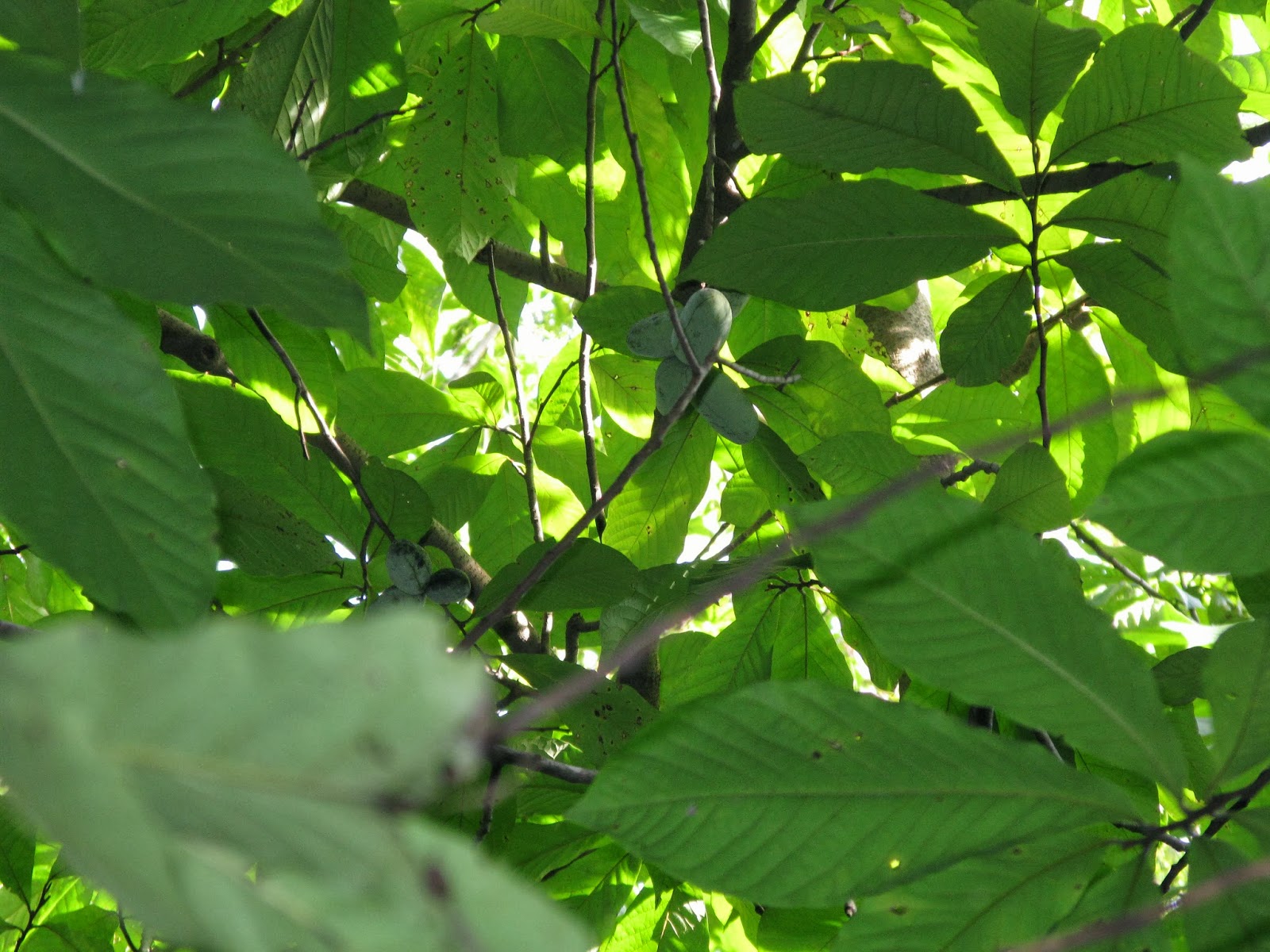 Two Peas in a Pod: Paw Paw Foraging
