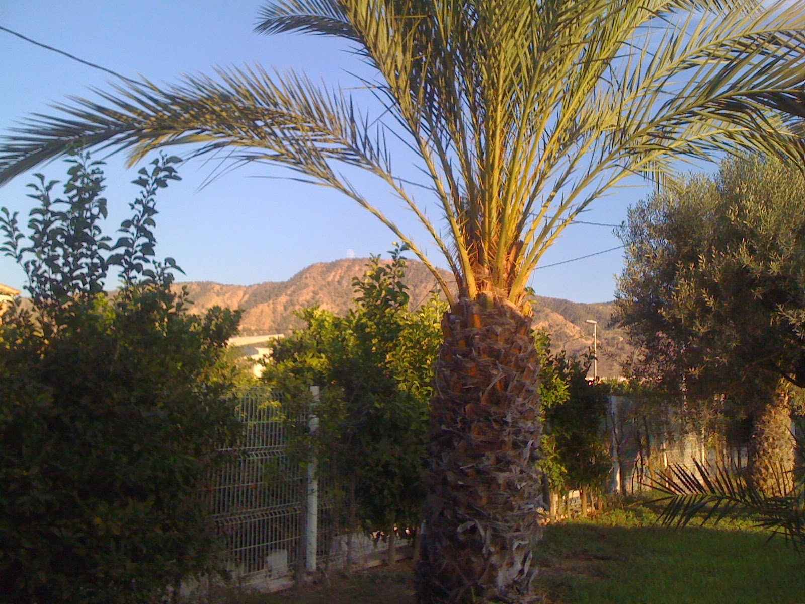 picudodelaspalmeras: Las palmeras y el picudo