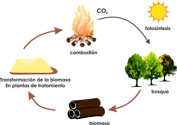 ElectroSol: Bioenergia - Ciclo de la biomasa