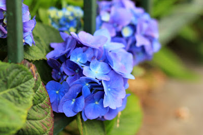 Mademoiselle Mermaid: Friday Flower Pick : June Blooms