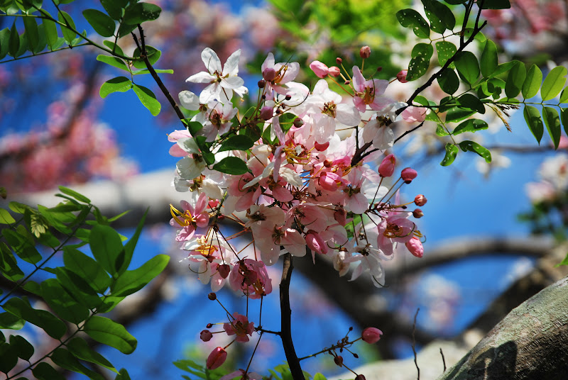 Ang Bayan Ninyo: Pa Palawan (Going to Palawan)