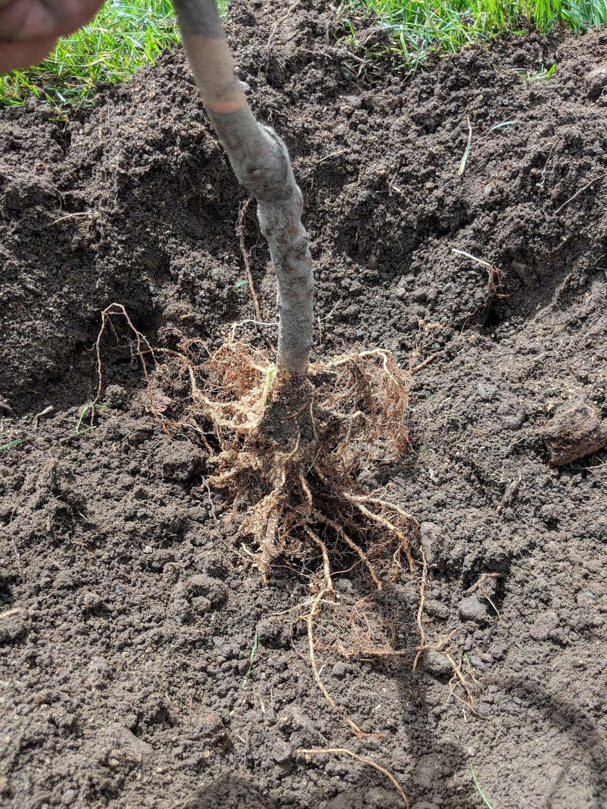 Fruit Tree Pruning at Its Best: What is a bare root fruit tree?